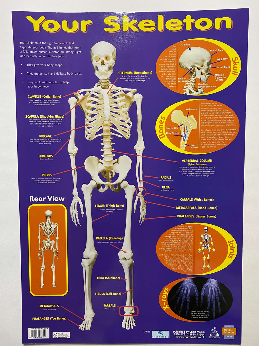 A2 Wipe Clean "Your Skeleton" Chart – ARTSCAPE
